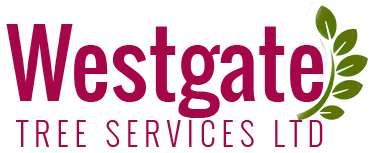 Tree Work | Westgate-on-Sea, Kent - Westgate Tree Services Ltd